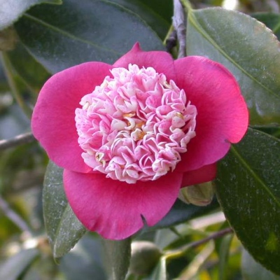 Tinsie Two | American Camellia Society